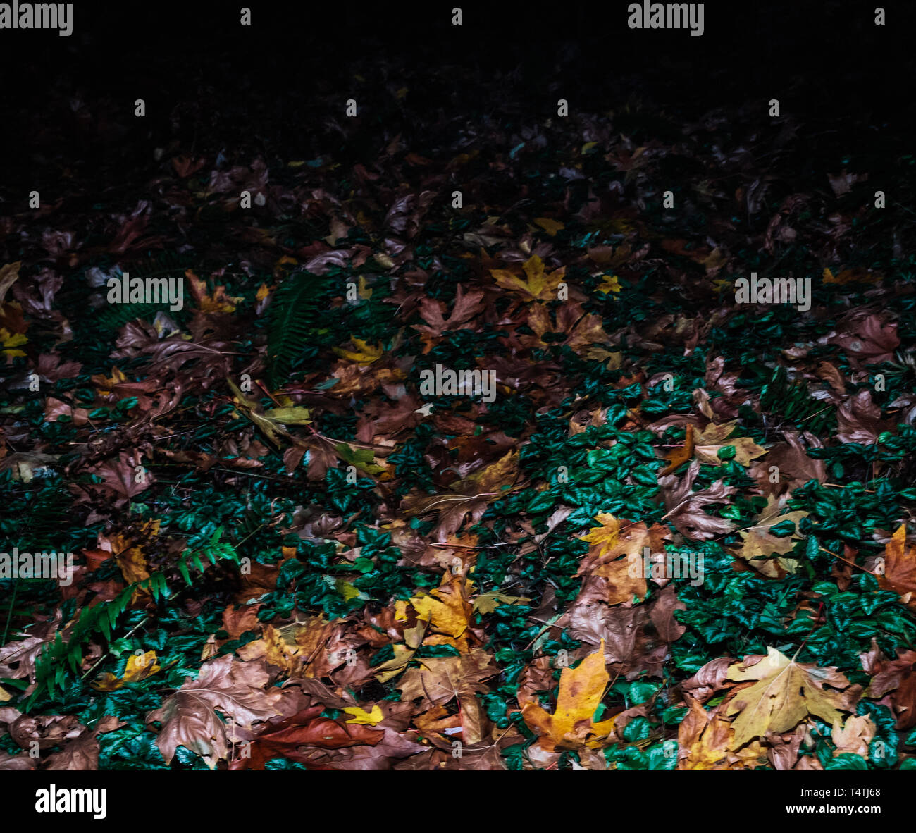 Night fall leaves hi-res stock photography and images - Alamy