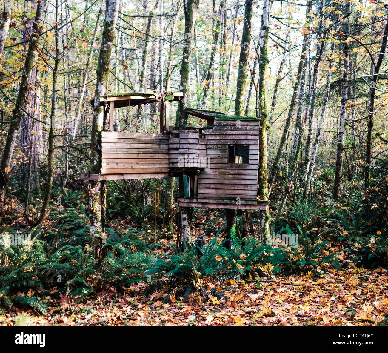 Fort forest hi-res stock photography and images - Alamy