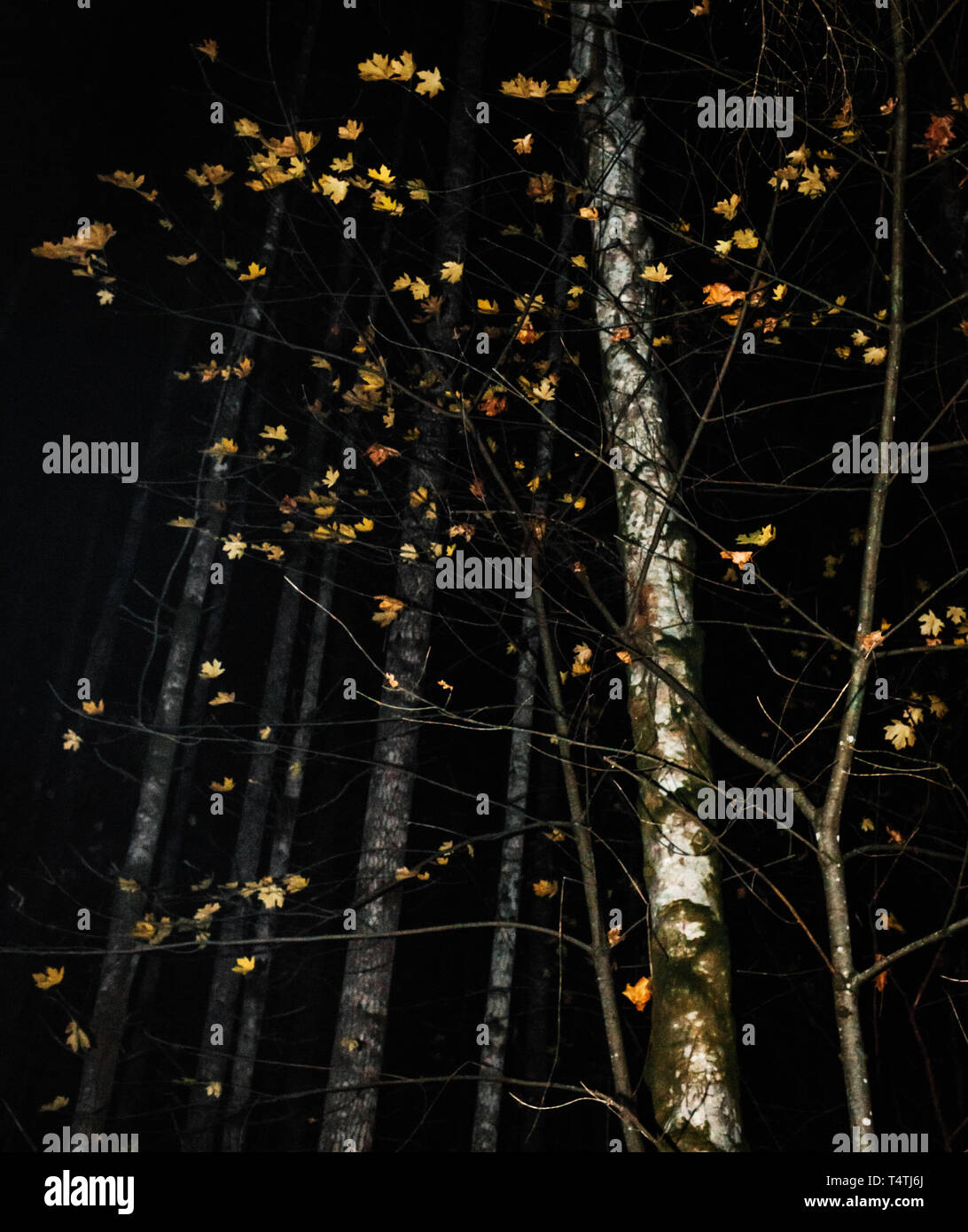 Night fall leaves hi-res stock photography and images - Alamy