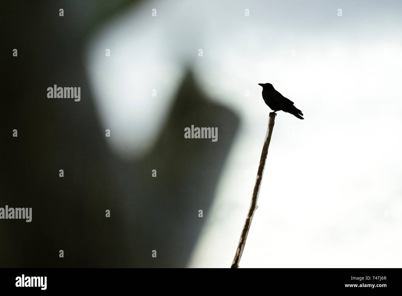 Side view of a crow sitting on a branch Stock Photo - Alamy