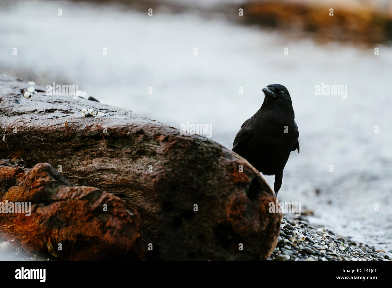 Straight on view of a crow walking on the beach next to driftwood Stock ...