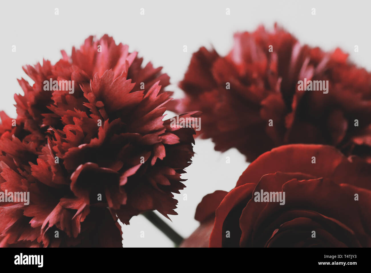 Carnation texture hi-res stock photography and images - Alamy