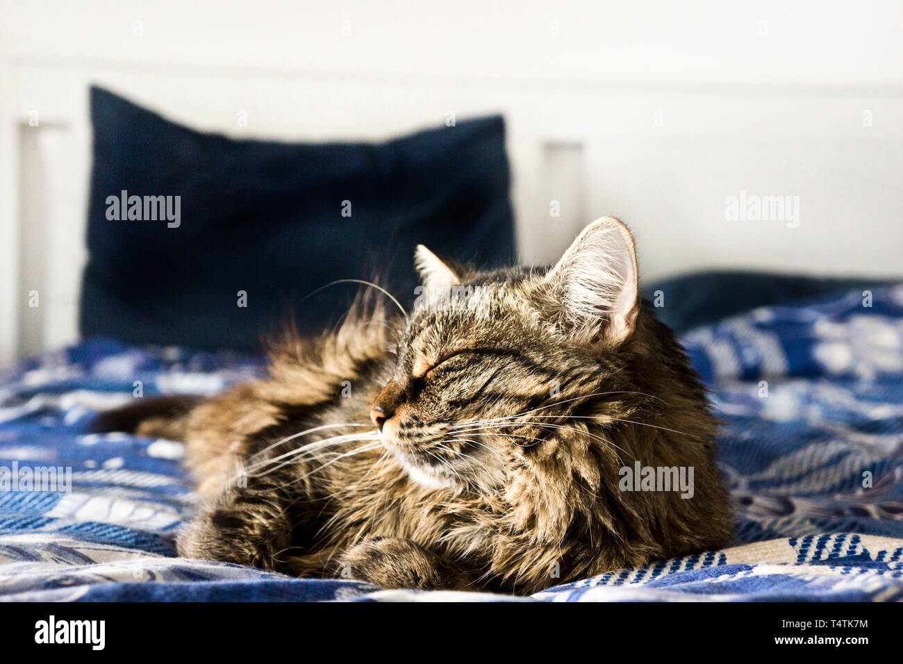 Sleeping feline hi-res stock photography and images - Alamy