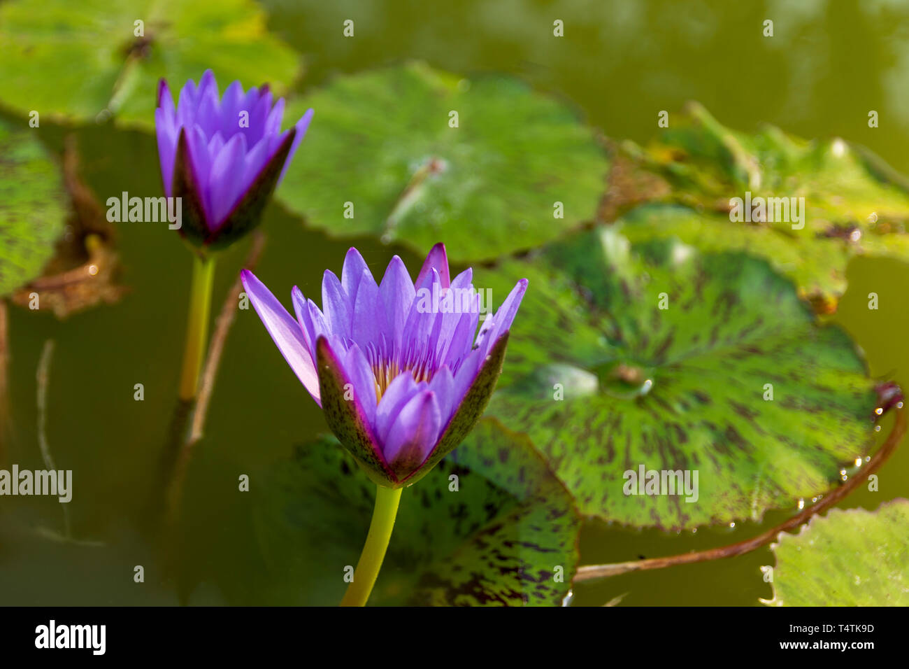 Closeup of purple Lotus flower (Nelumbo nucifera) with leaf floating on ...