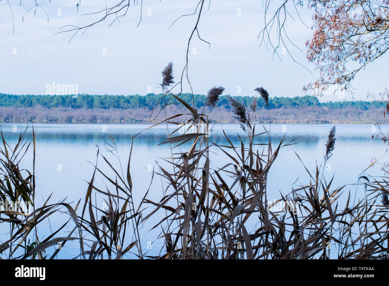 Lakeside plants hi-res stock photography and images - Alamy