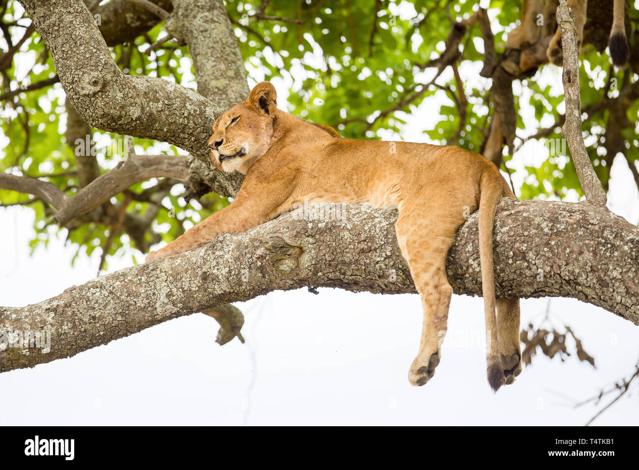 African lion rests in tree Stock Photo - Alamy