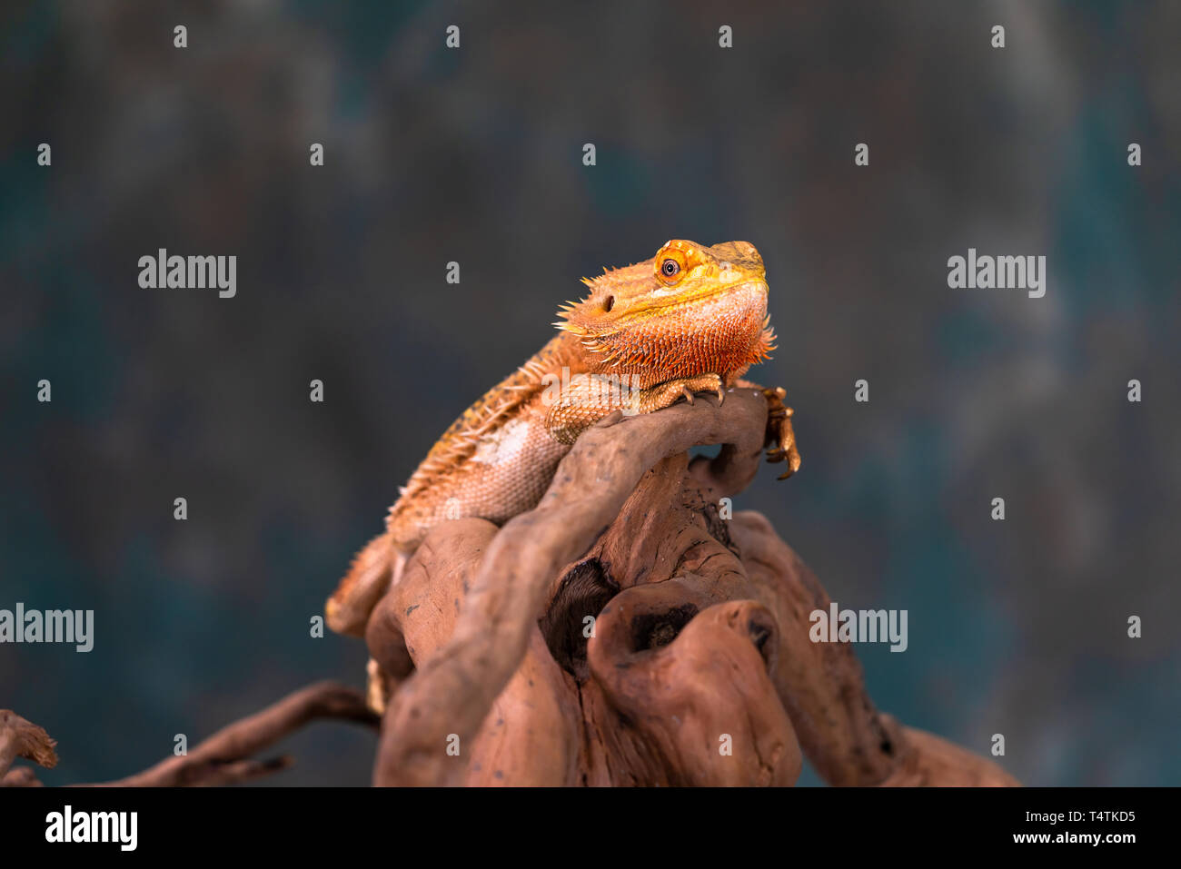 Bearded dragon (Pogona) - closeup with selective focus Stock Photo - Alamy