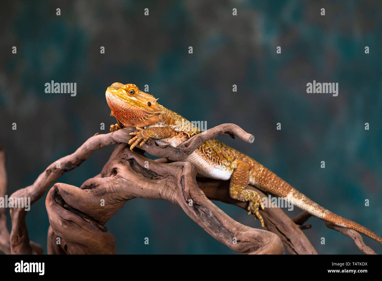 Bearded dragon (Pogona) - closeup with selective focus Stock Photo - Alamy