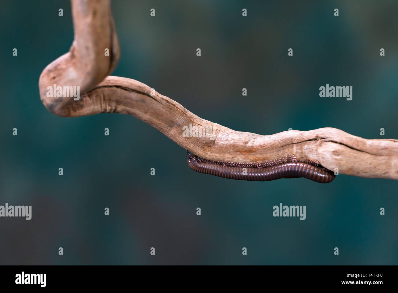 Millipede (Diplopoda) on wooden branch - closeup with selctive focus ...