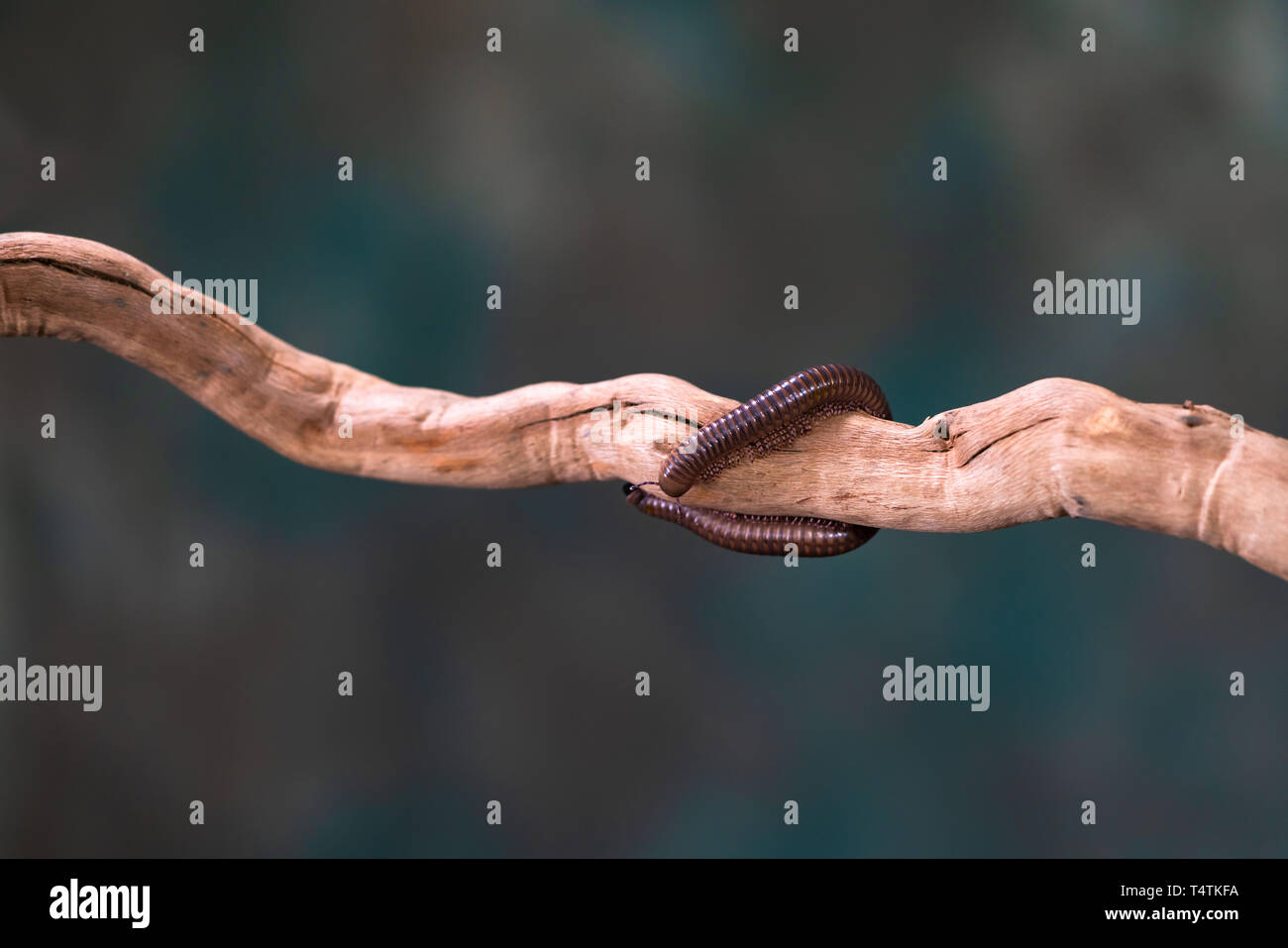 Millipede (Diplopoda) on wooden branch - closeup with selctive focus ...