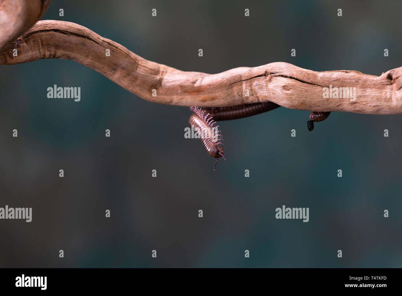 Millipede (Diplopoda) on wooden branch - closeup with selctive focus ...