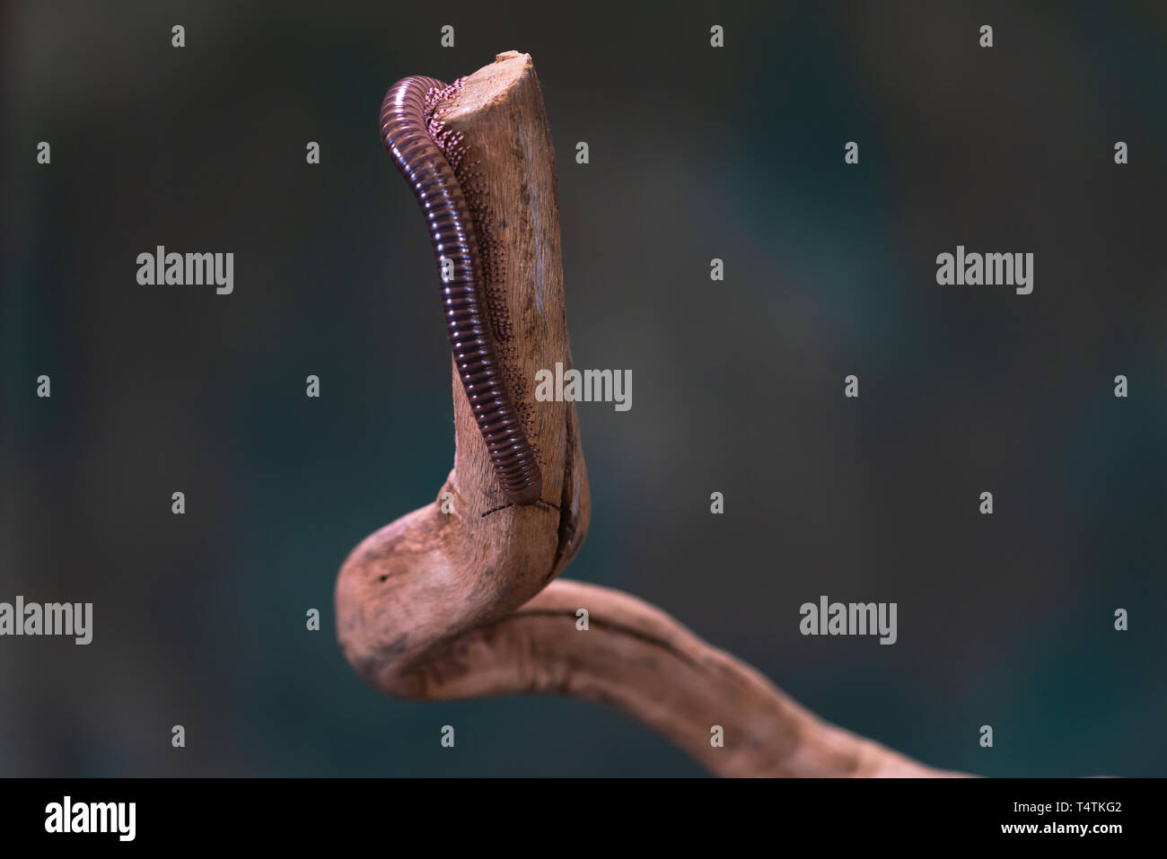 Millipede (Diplopoda) on wooden branch - closeup with selctive focus ...