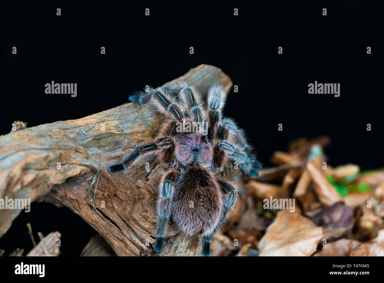 Rose hair tarantula hi-res stock photography and images - Alamy