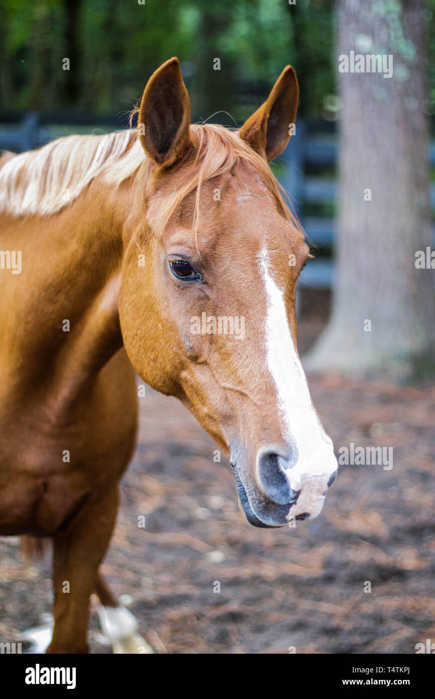 Chestnut pony hi-res stock photography and images - Alamy