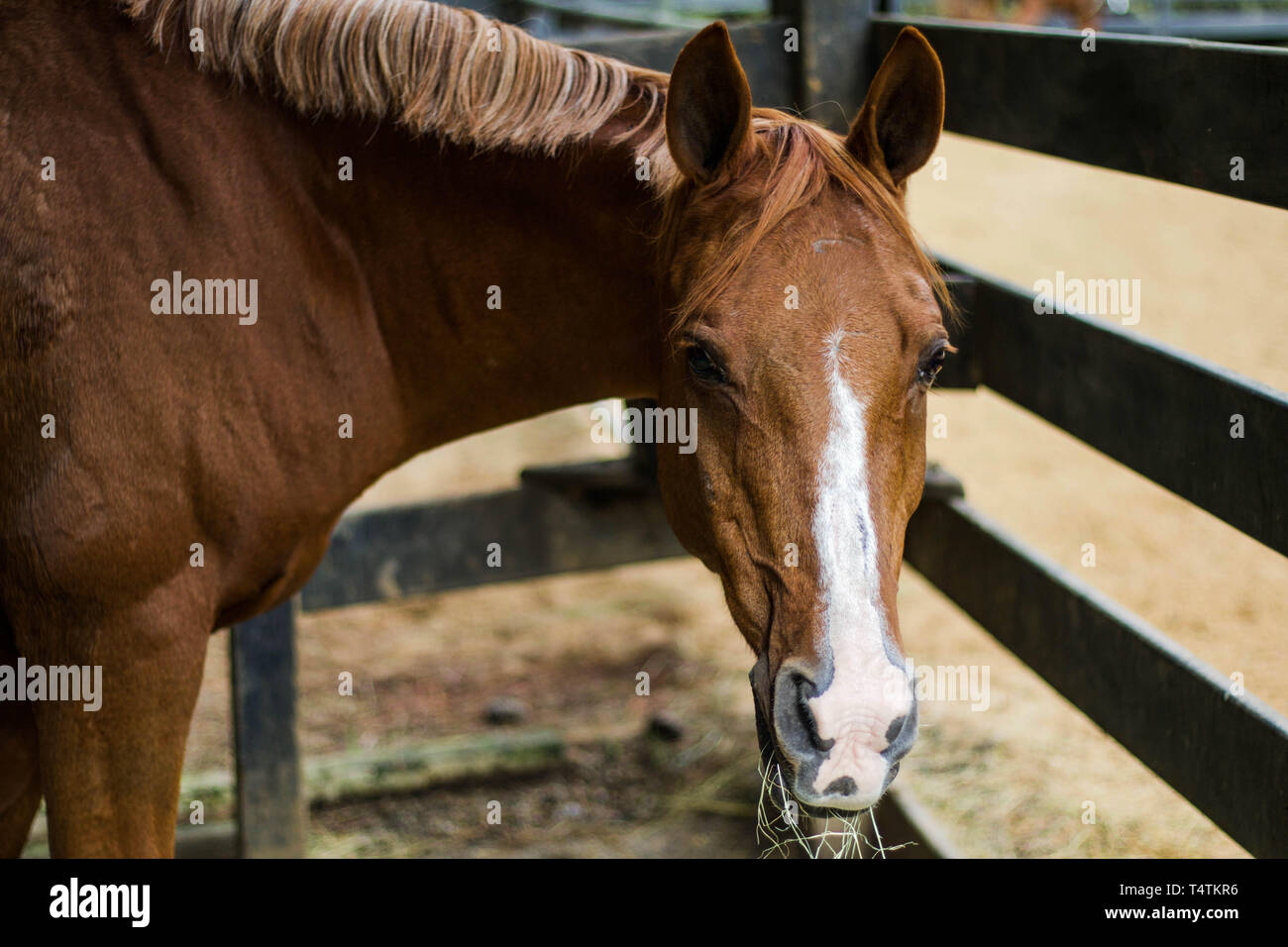 Close-up pf pony eating hay Stock Photo - Alamy