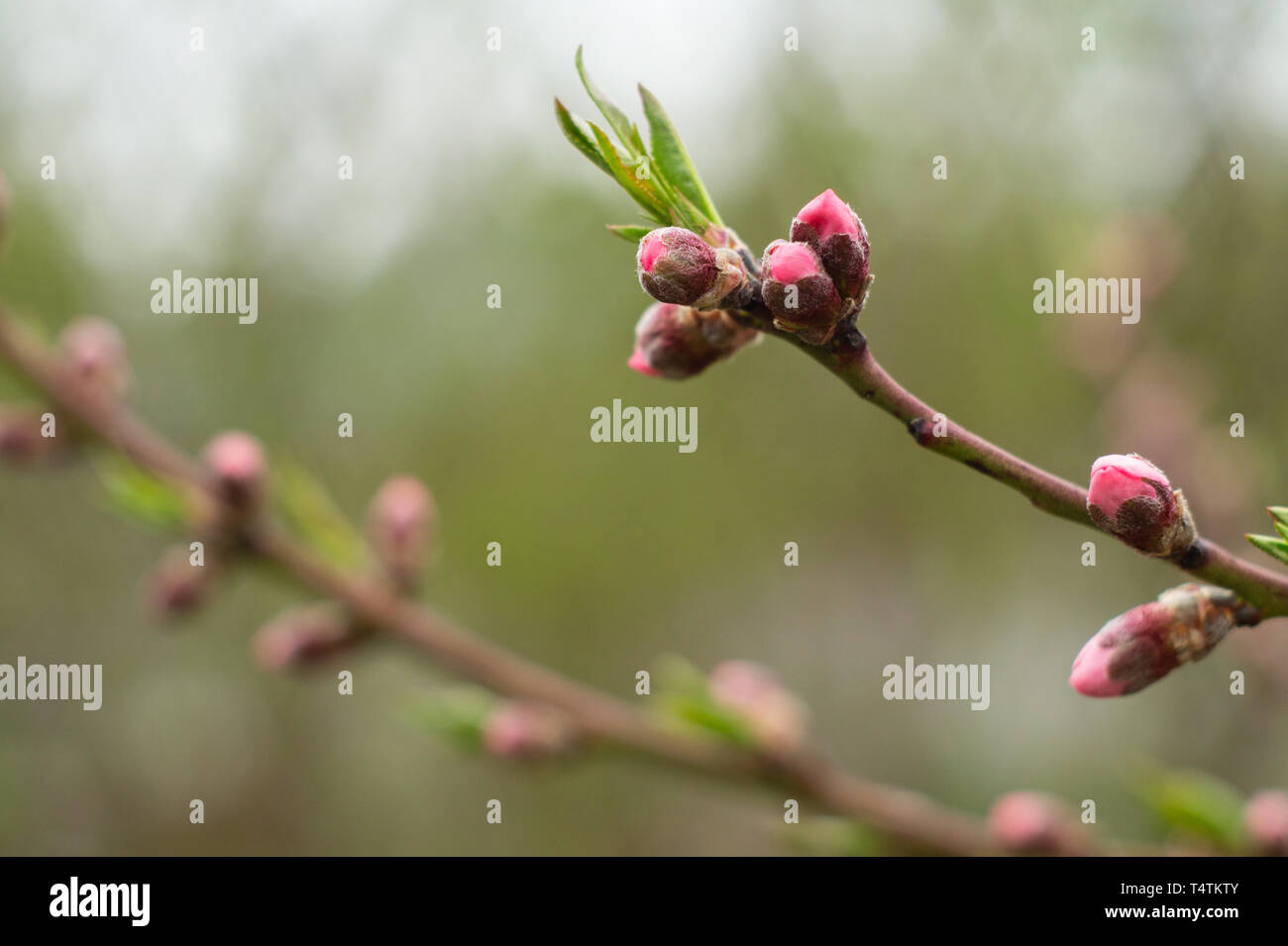 Branch with first flower buds in spring on young tree hi-res stock ...