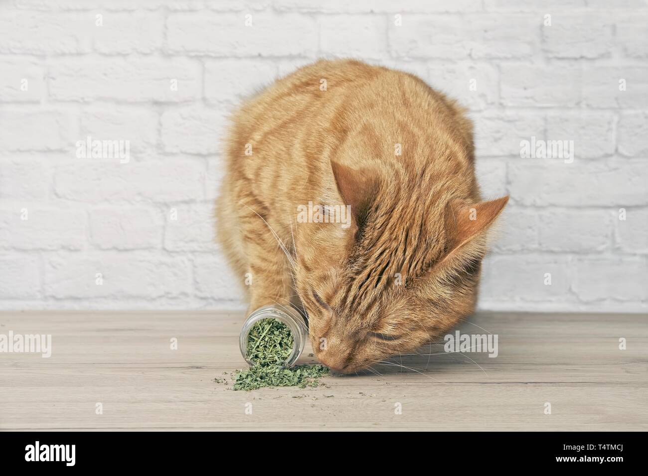 Cute ginger cat sniffing on dried catnip Stock Photo - Alamy