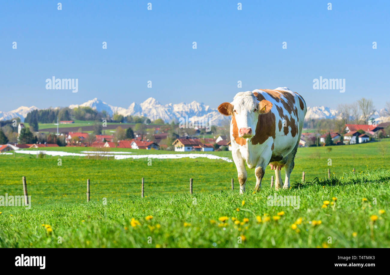 Upper bavarian spotted cattle hi-res stock photography and images - Alamy
