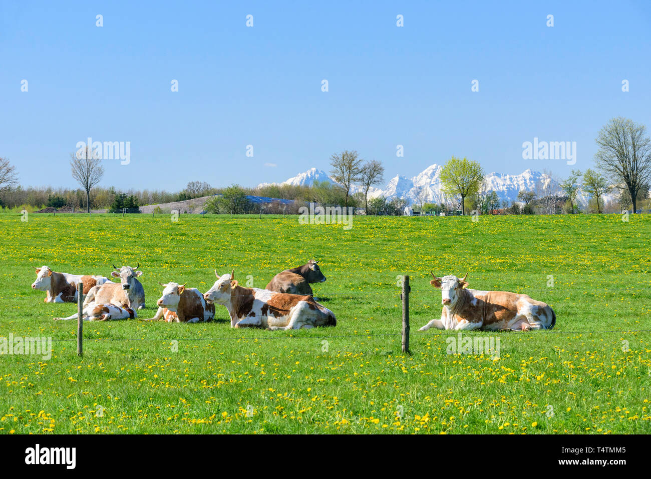 Upper bavarian spotted cattle hi-res stock photography and images - Alamy
