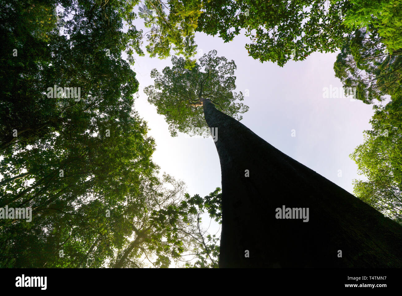 Green planet and success concept, gigantic tree reaching up to the sky ...