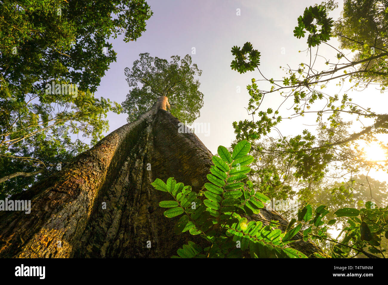 Green planet and success concept, gigantic tree reaching up to the sky ...