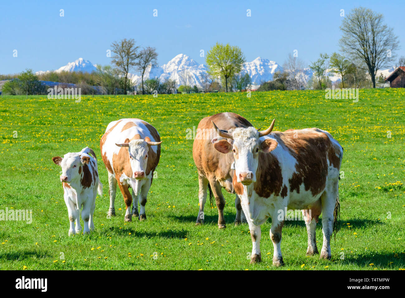 Upper bavarian spotted cattle hi-res stock photography and images - Alamy