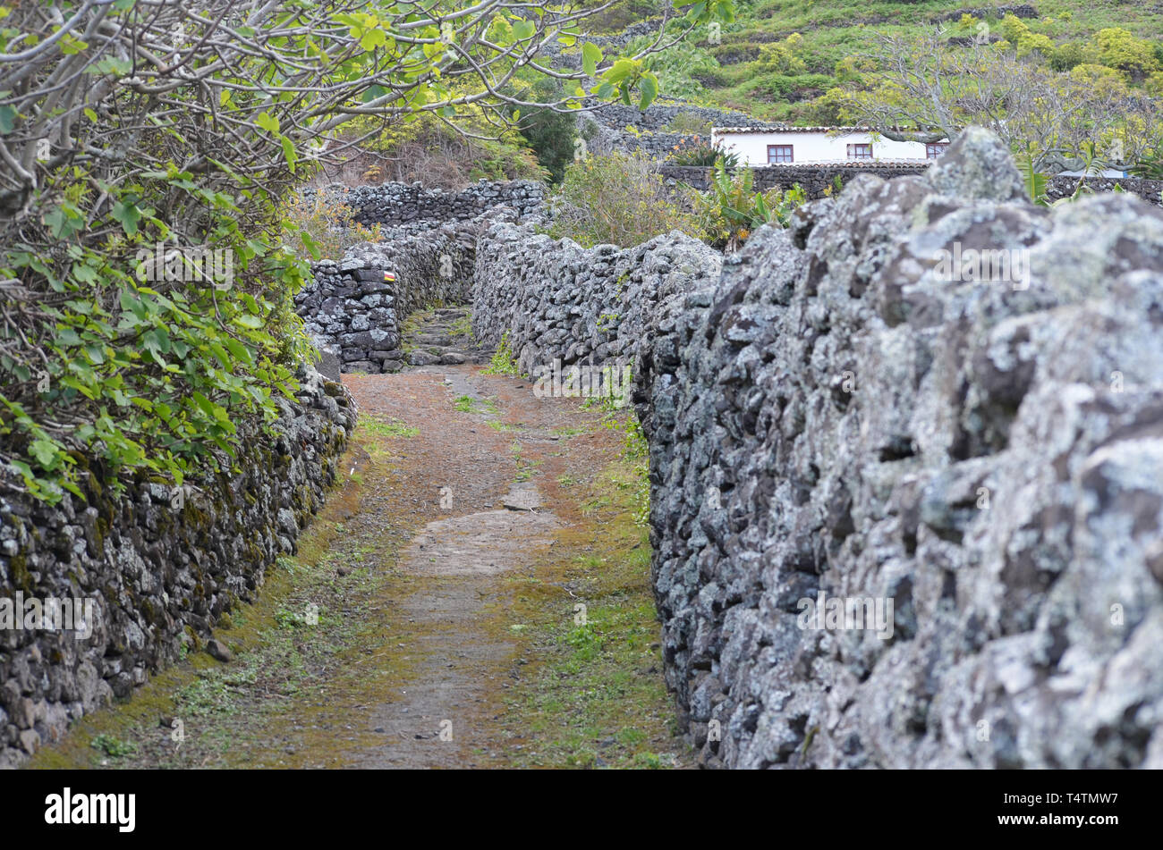 Traditional vineyards in the slopes of Sao Lourenço's Bay, in Santa ...