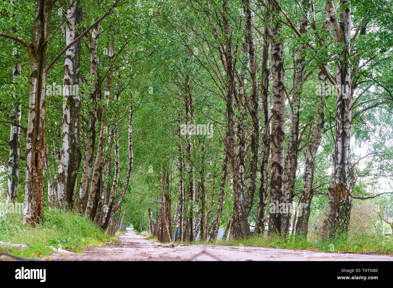 birch alley in summer, birch grove along the road Stock Photo - Alamy