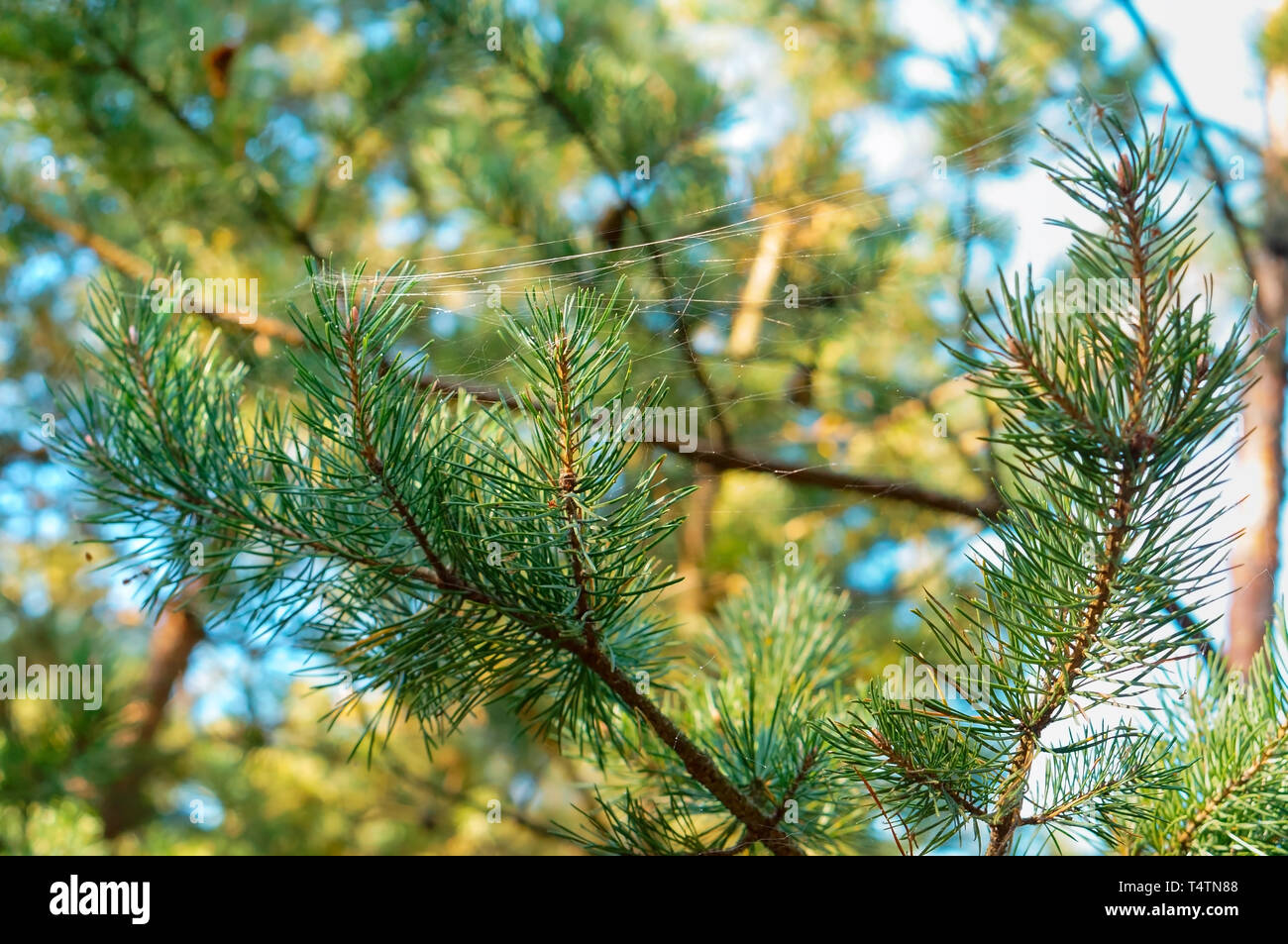 spruce branch in the web, cobweb on pine needles Stock Photo - Alamy