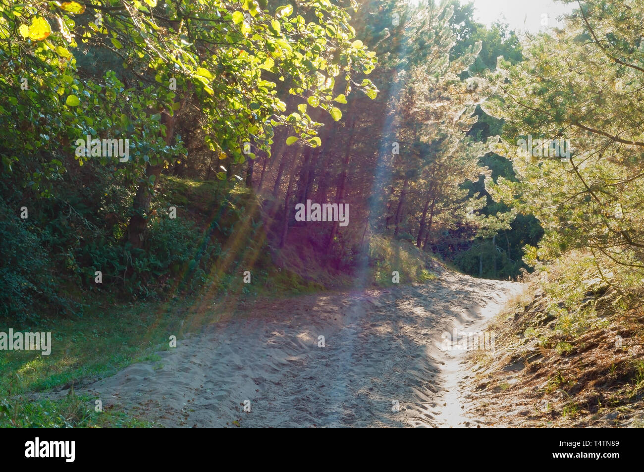 Daylight through trees hi-res stock photography and images - Alamy