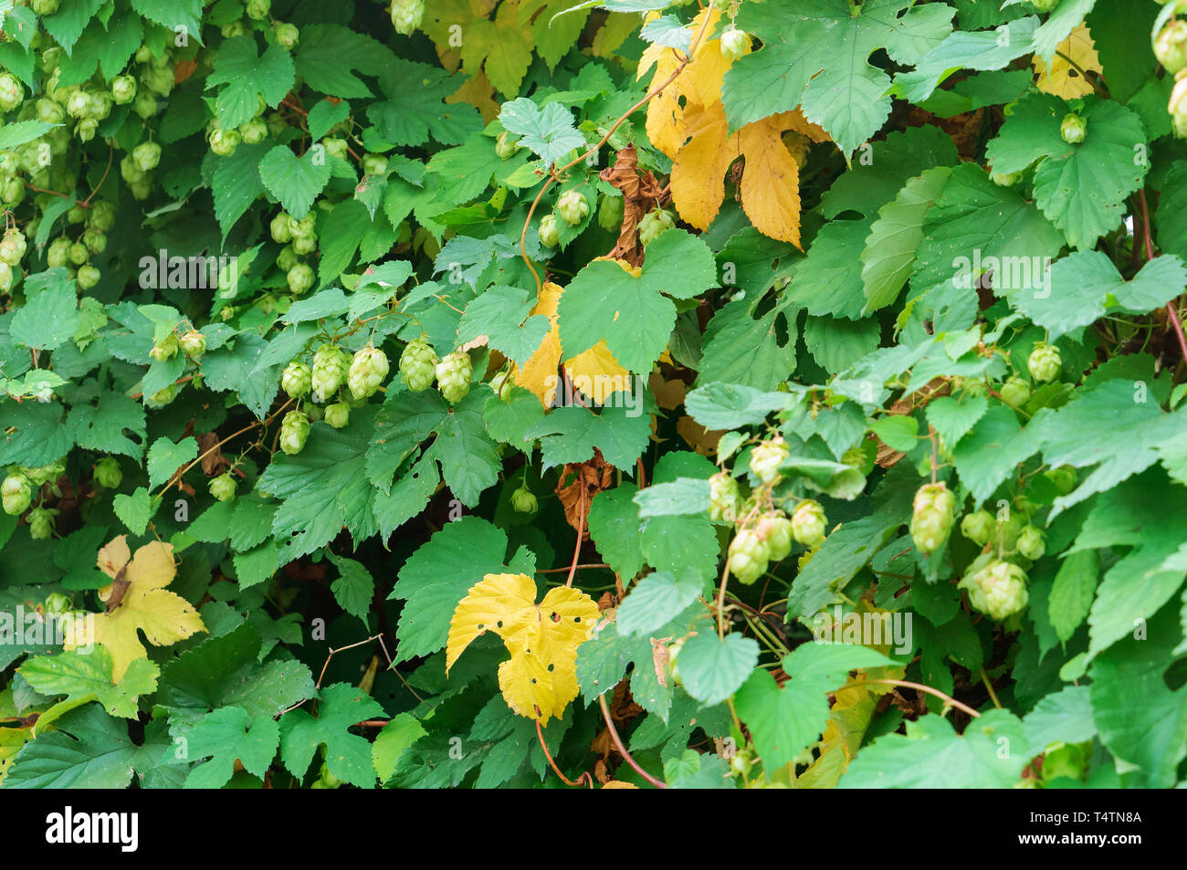 Humulus lupulus, the Hops are climbing, the Humulus fruit on the ...