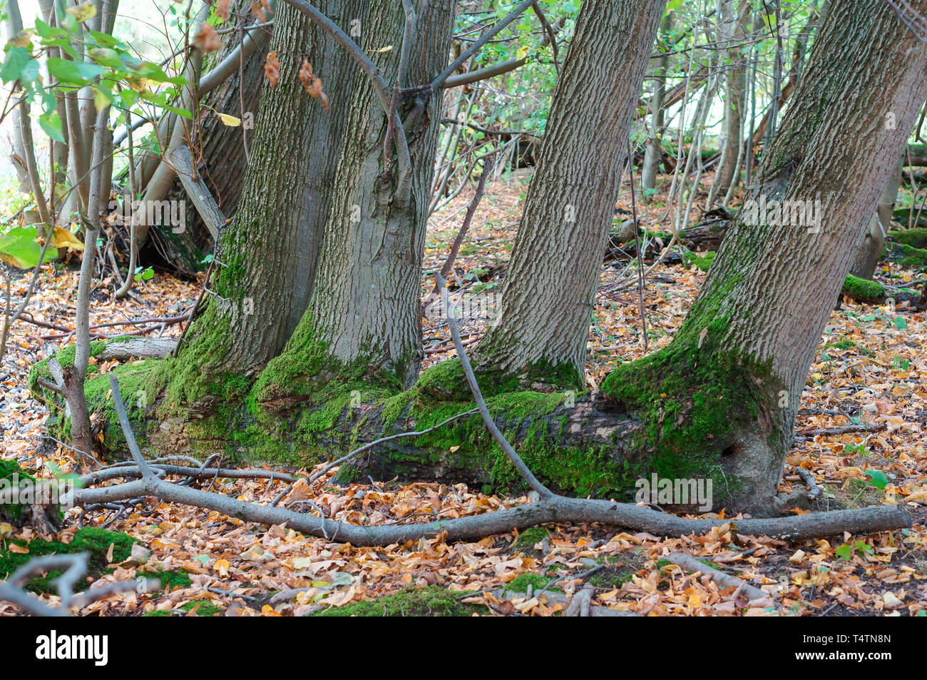 Four season trees hi-res stock photography and images - Alamy