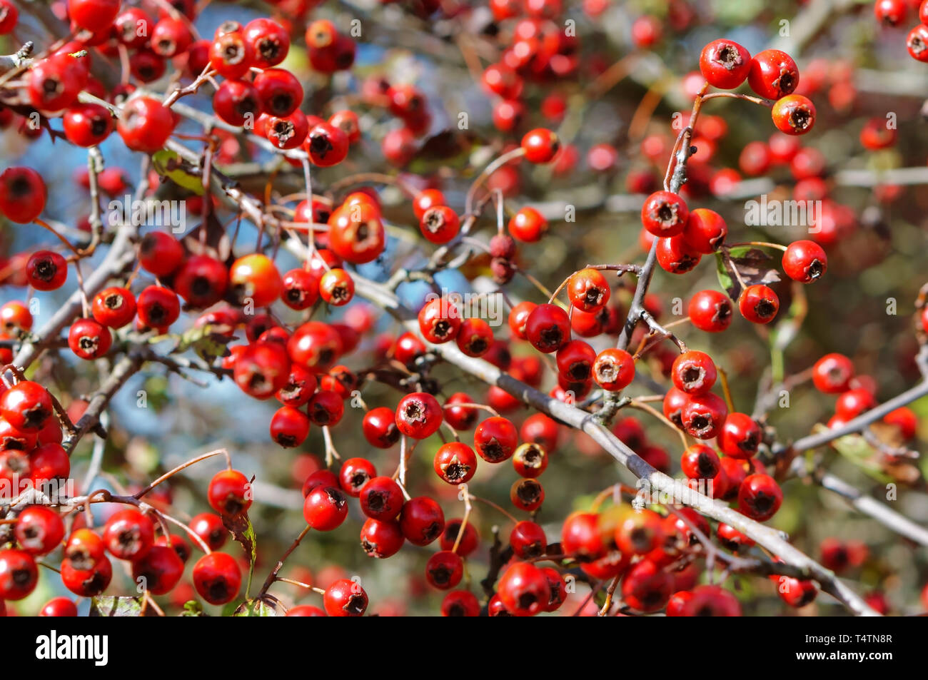 ripe hawthorn berries, hawthorn medicinal Stock Photo - Alamy