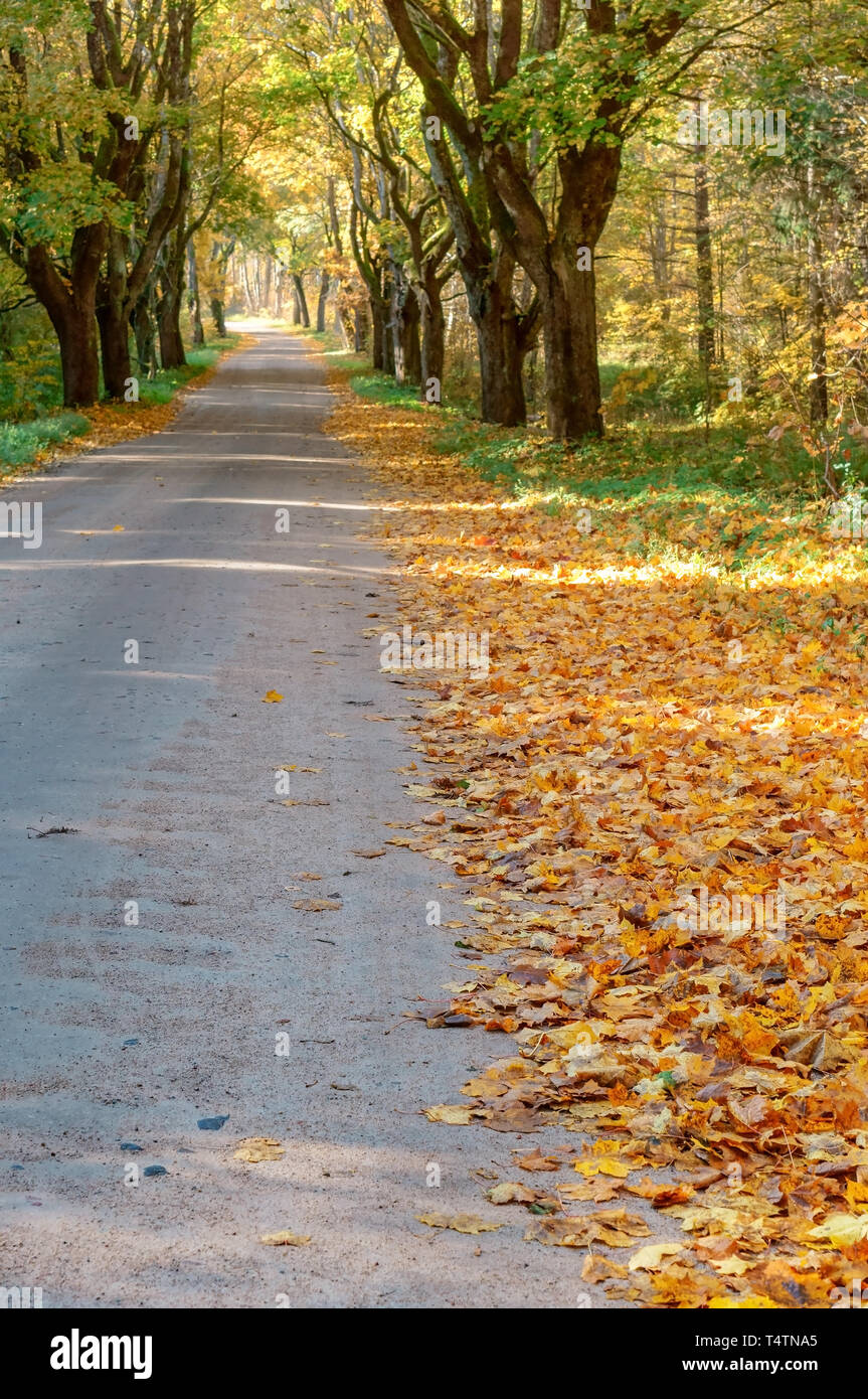 Tunnel Autumn Road High Resolution Stock Photography and Images - Alamy