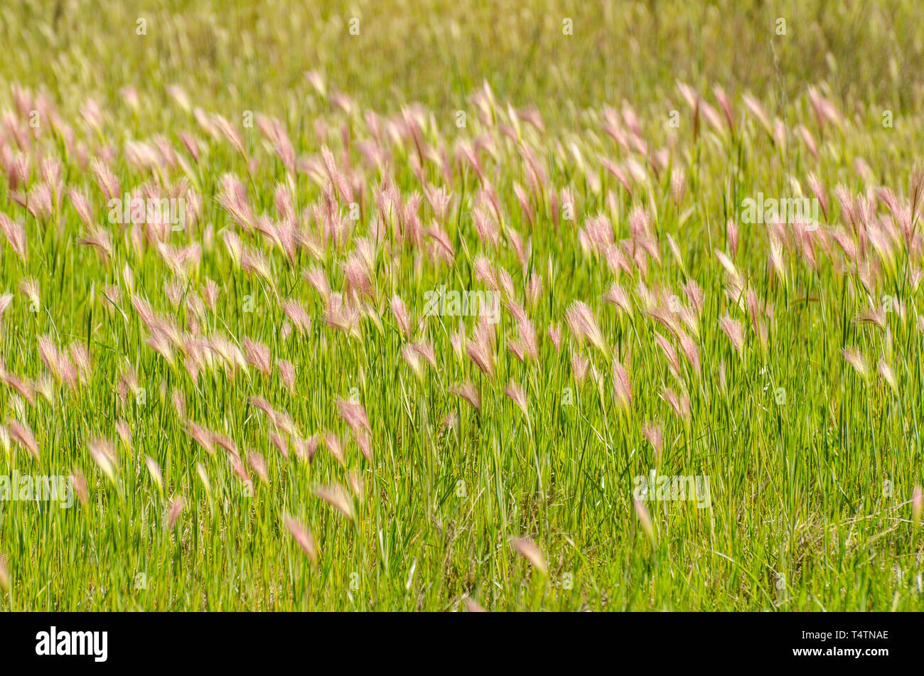 Wild grass grows at the Sacramento National Wildlife refuge in Colusa ...