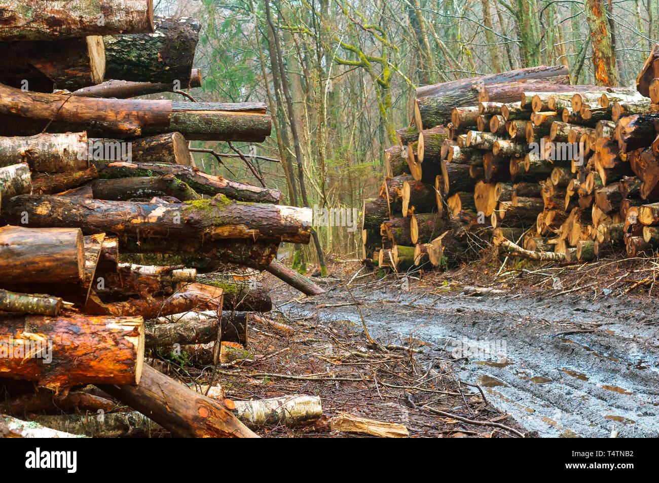 felled trees in the forest, logging on the roadsides Stock Photo - Alamy