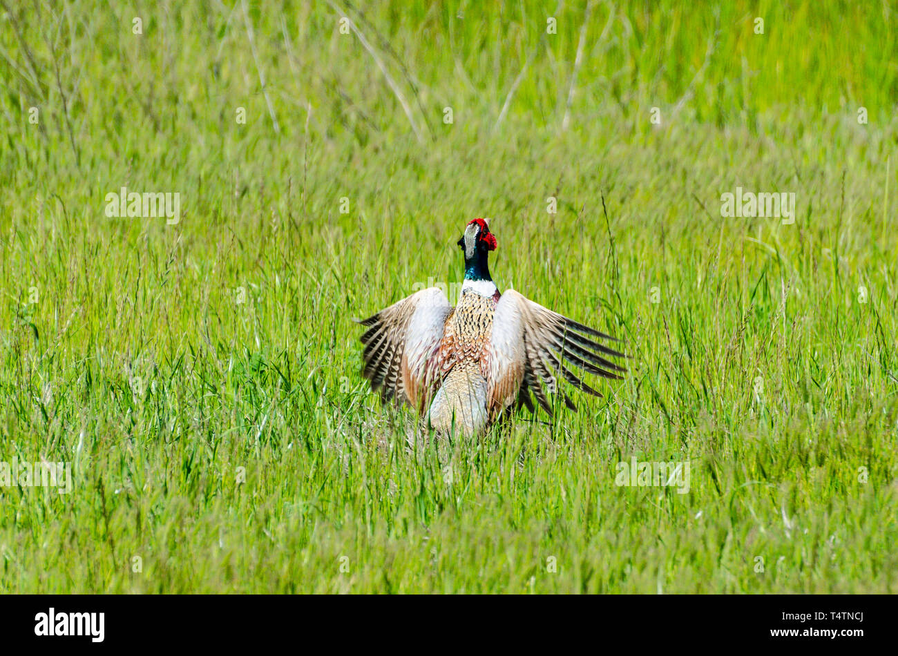 Chinese Ring-necked Pheasant (Phasianus colchicus) at the Sacramento ...