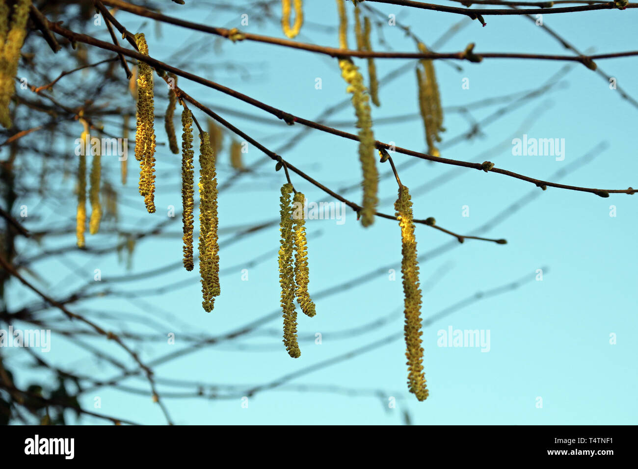 Yellow male catkin hi-res stock photography and images - Alamy