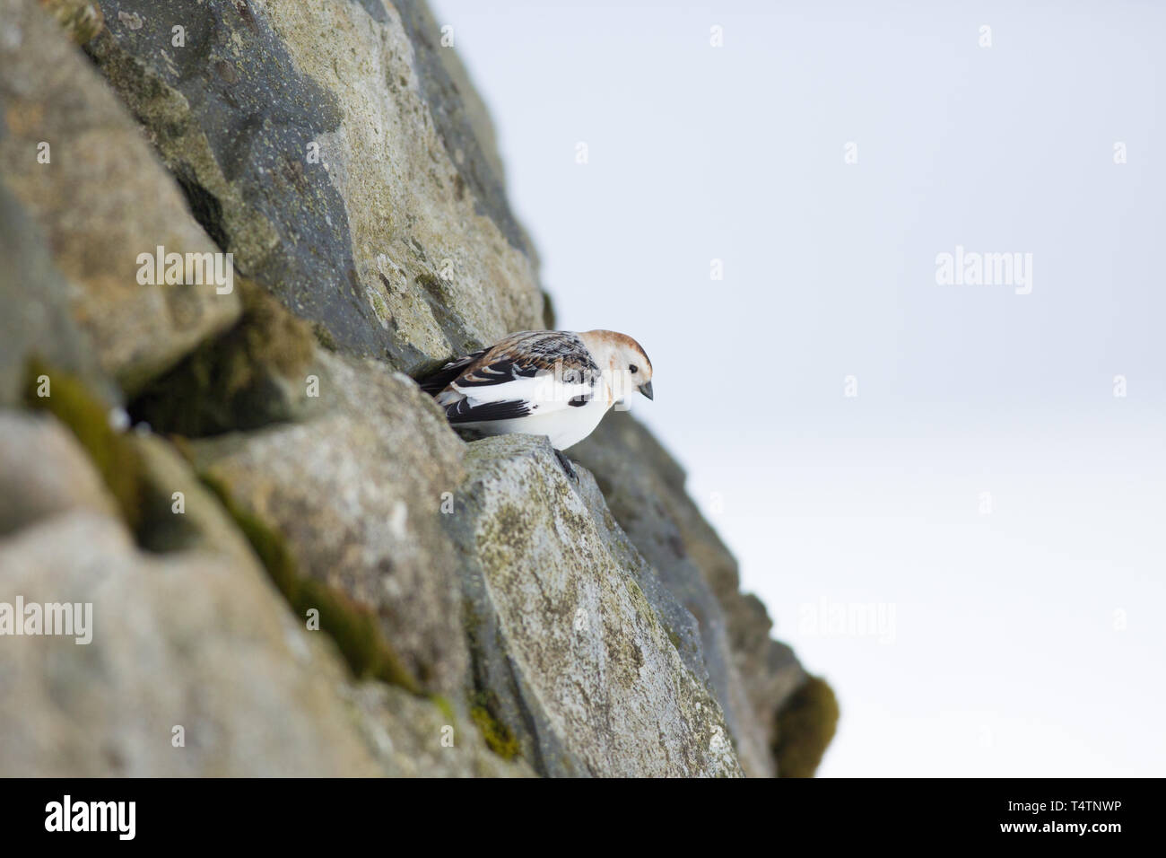 Snow bunting on Ben Nevis, perched on the stones of the emergency ...