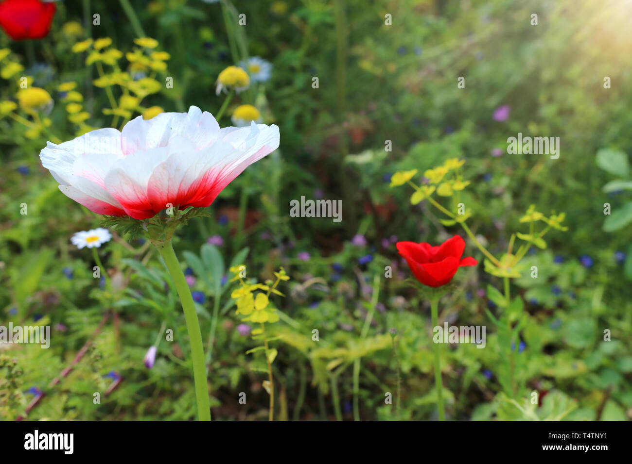 photo of colorful poppies in the green field Stock Photo - Alamy