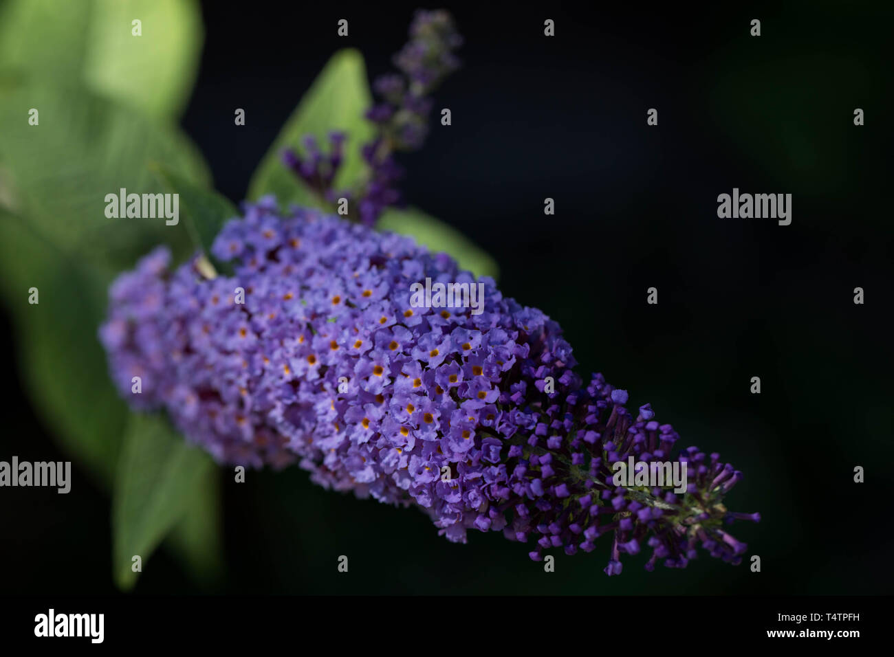 Sussex buddleia hi-res stock photography and images - Alamy