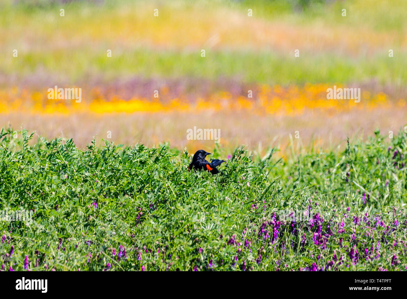 at the Sacramento National Wildlife refuge in Colusa County California ...
