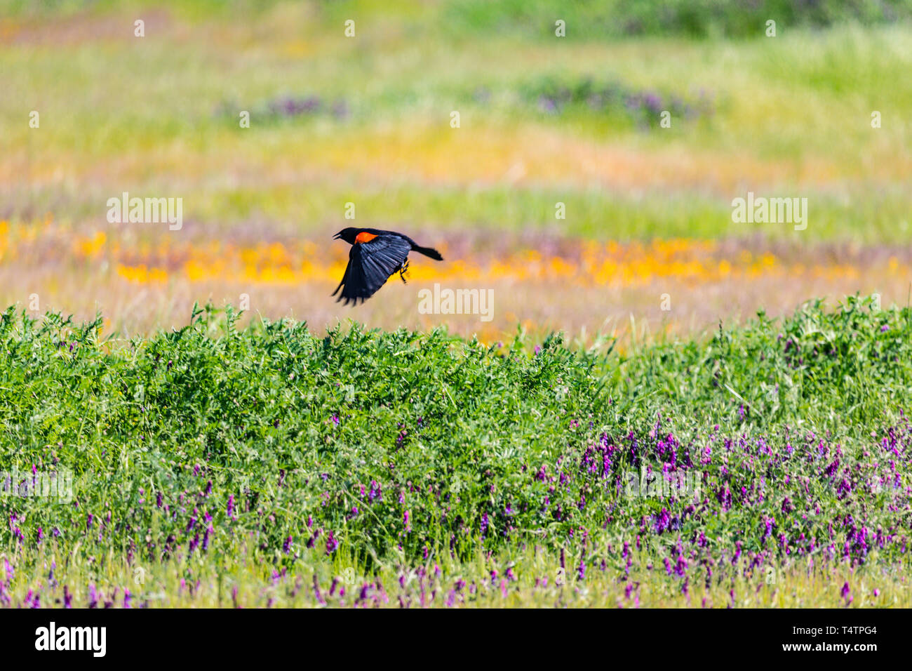 at the Sacramento National Wildlife refuge in Colusa County California ...