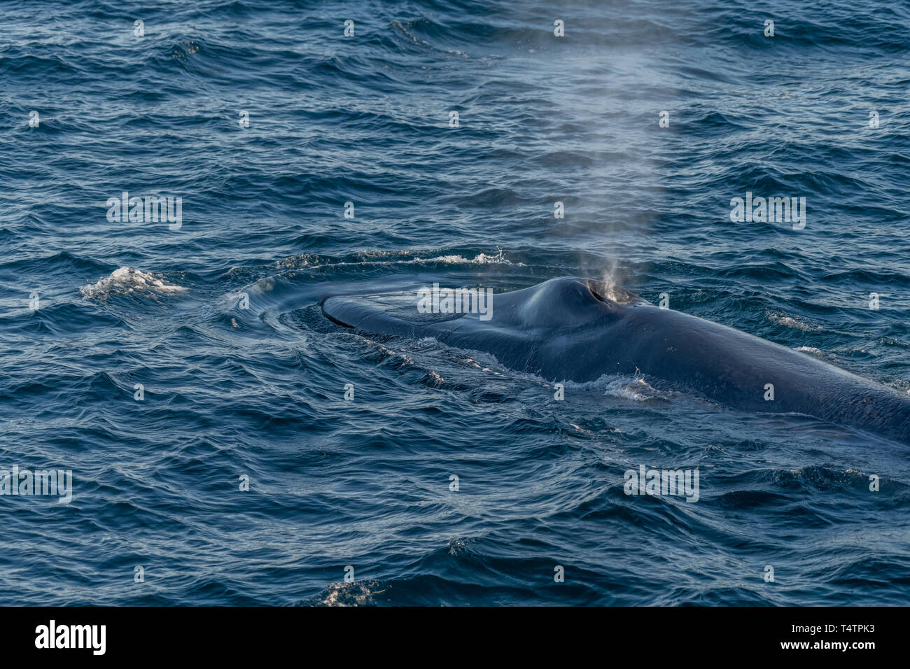 Whale spout blue hi-res stock photography and images - Alamy