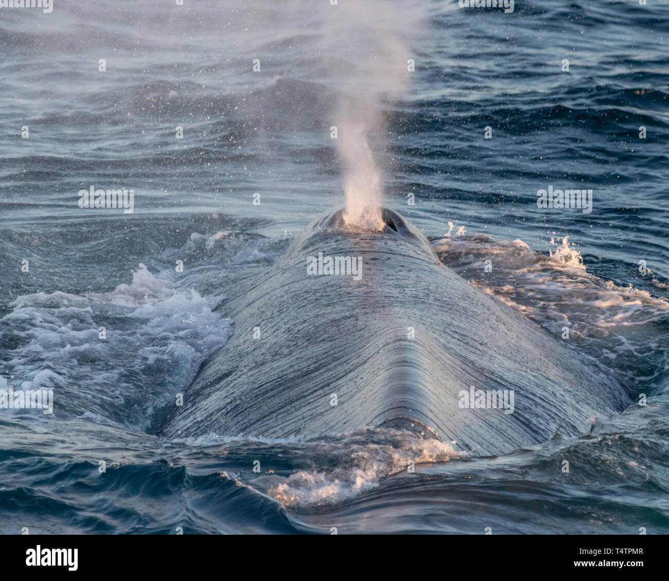 Blow spout hi-res stock photography and images - Alamy