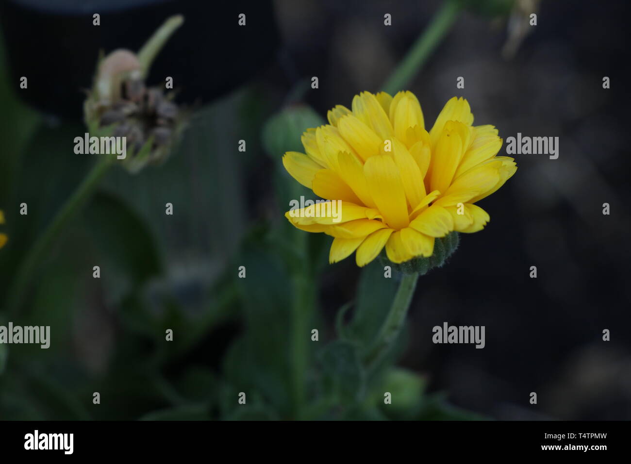 half closed dandelion Stock Photo - Alamy