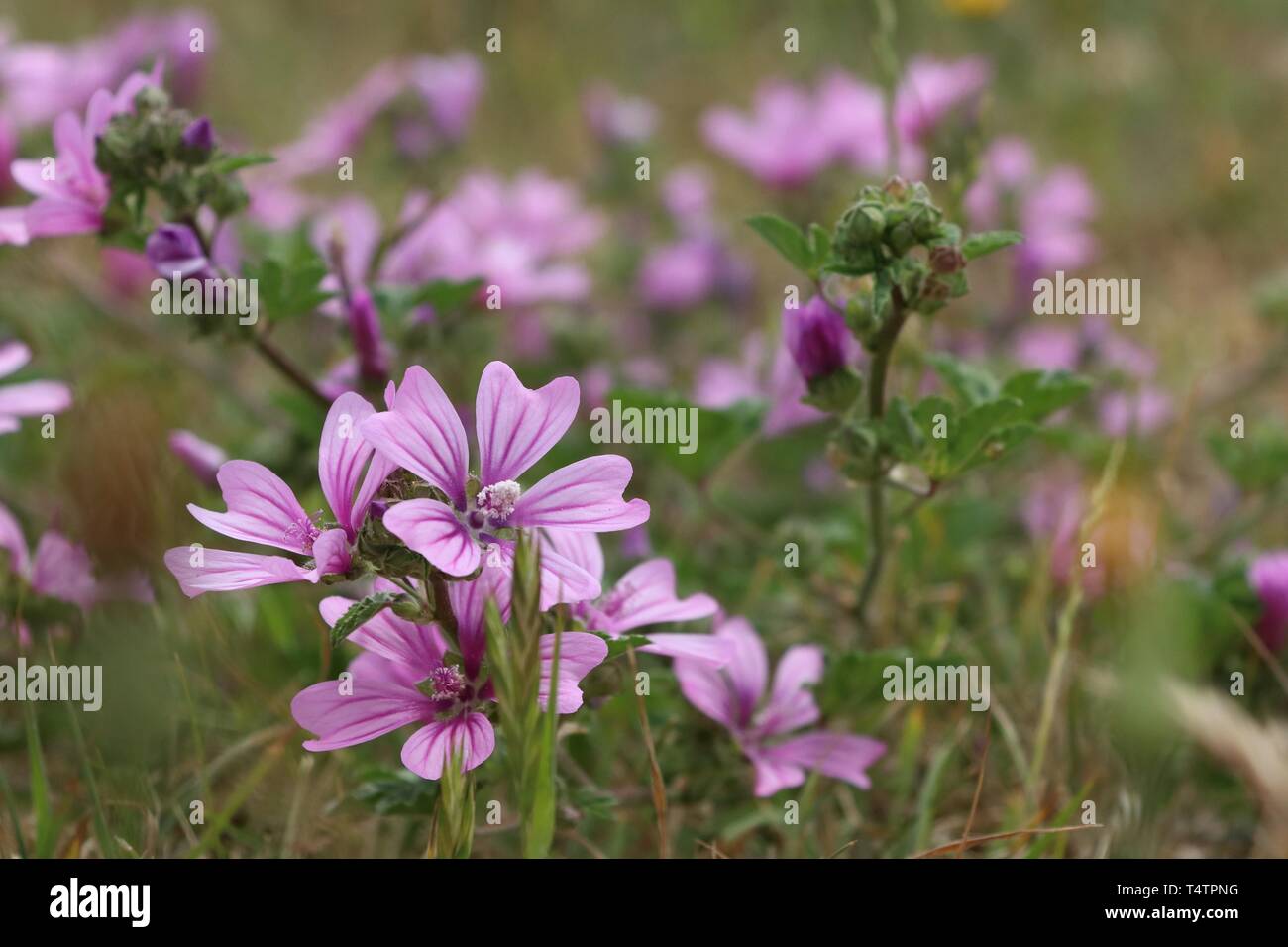 Colorful mallows hi-res stock photography and images - Alamy