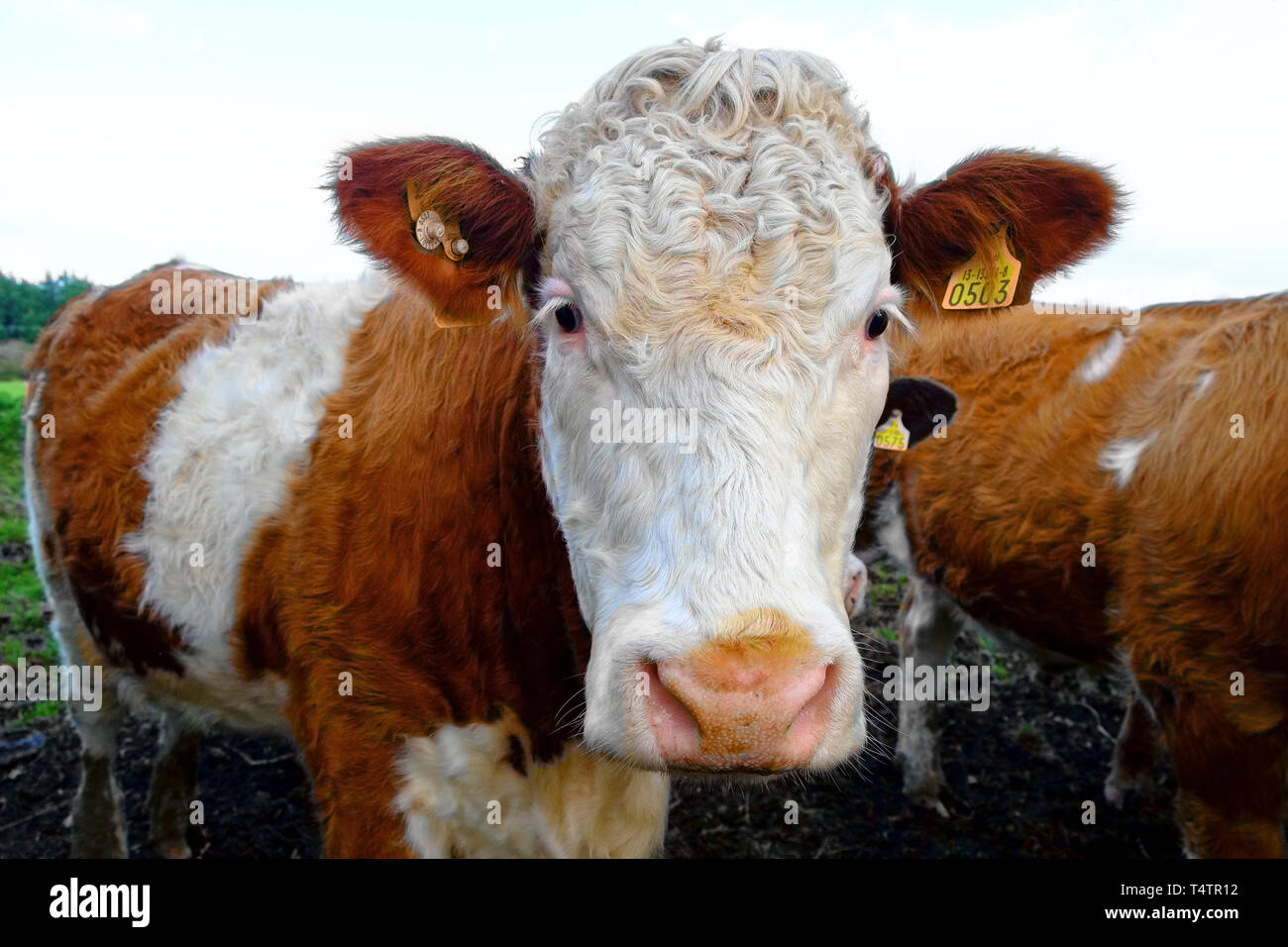 Close up cattle hi-res stock photography and images - Alamy