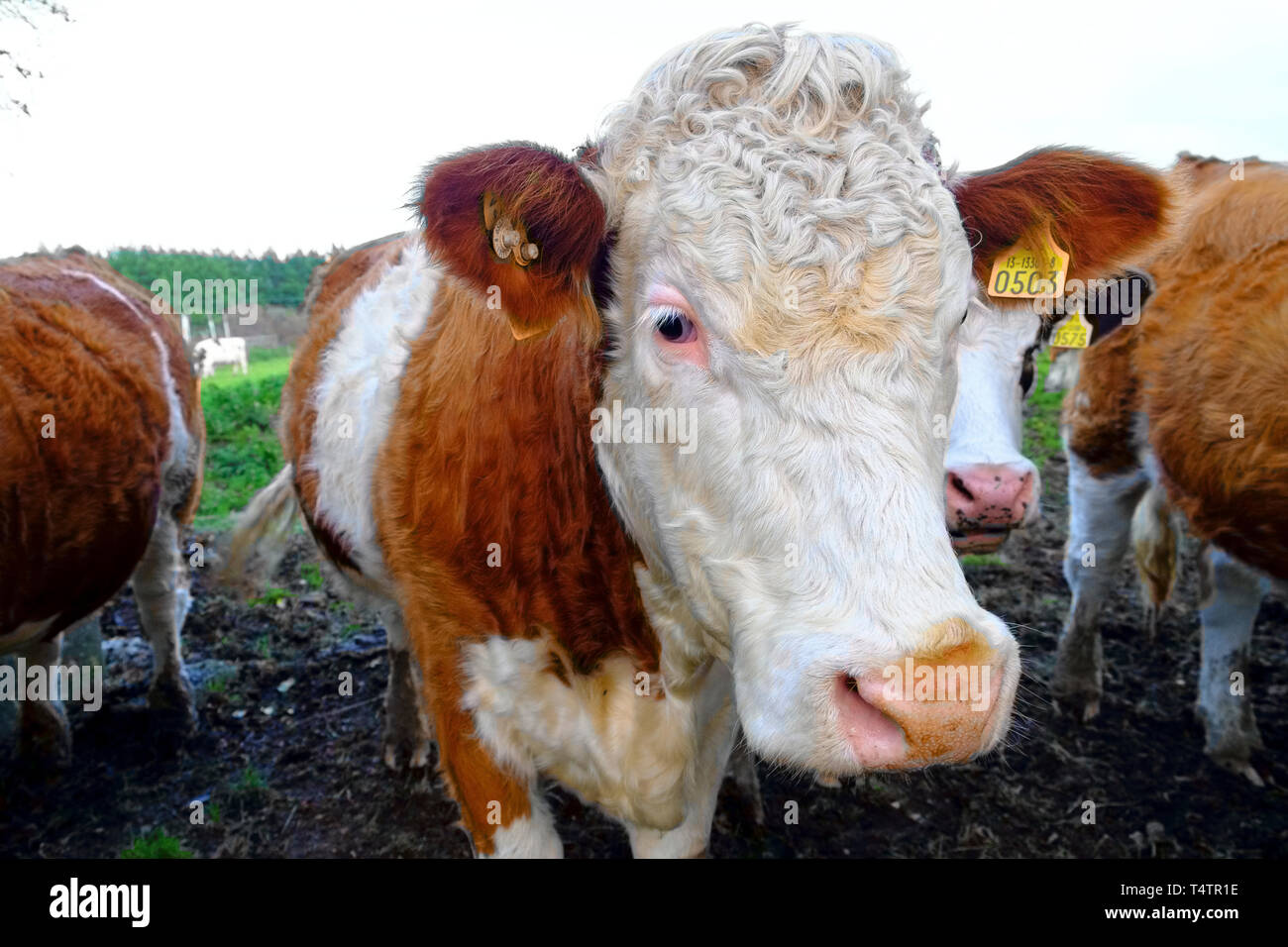 Close up cows head hi-res stock photography and images - Alamy