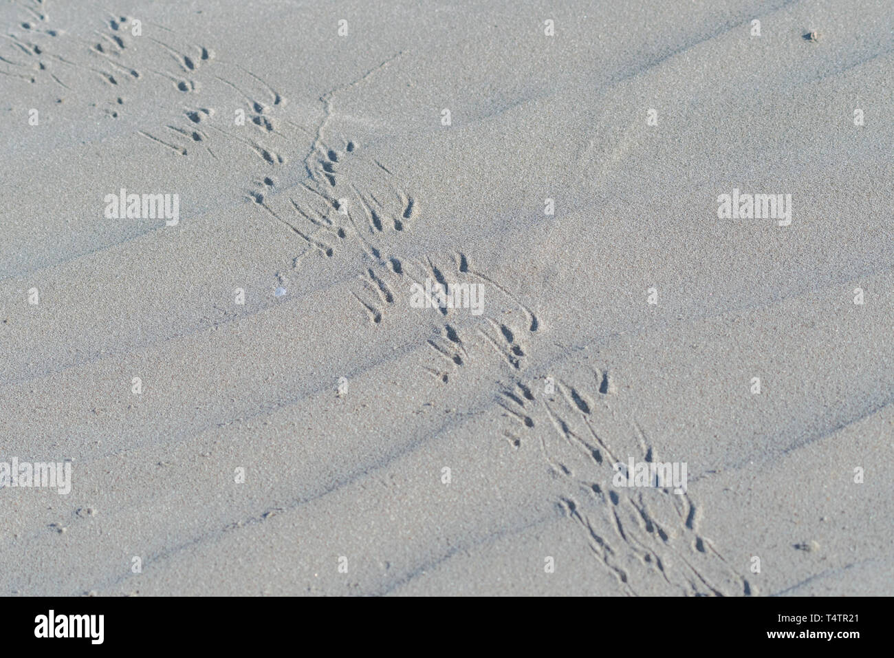 Crab tracks in sand on beach in Baja California, Mexico Stock Photo - Alamy